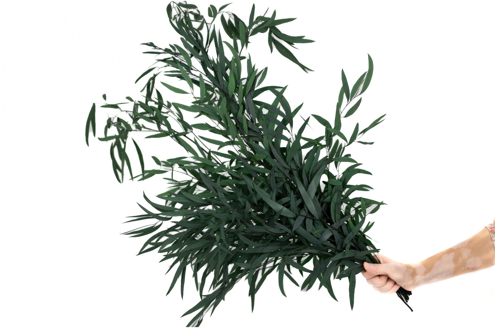 PHOCEALYS │Preserved Eucalyptus nicoly │Sale to pros│Wholesaler