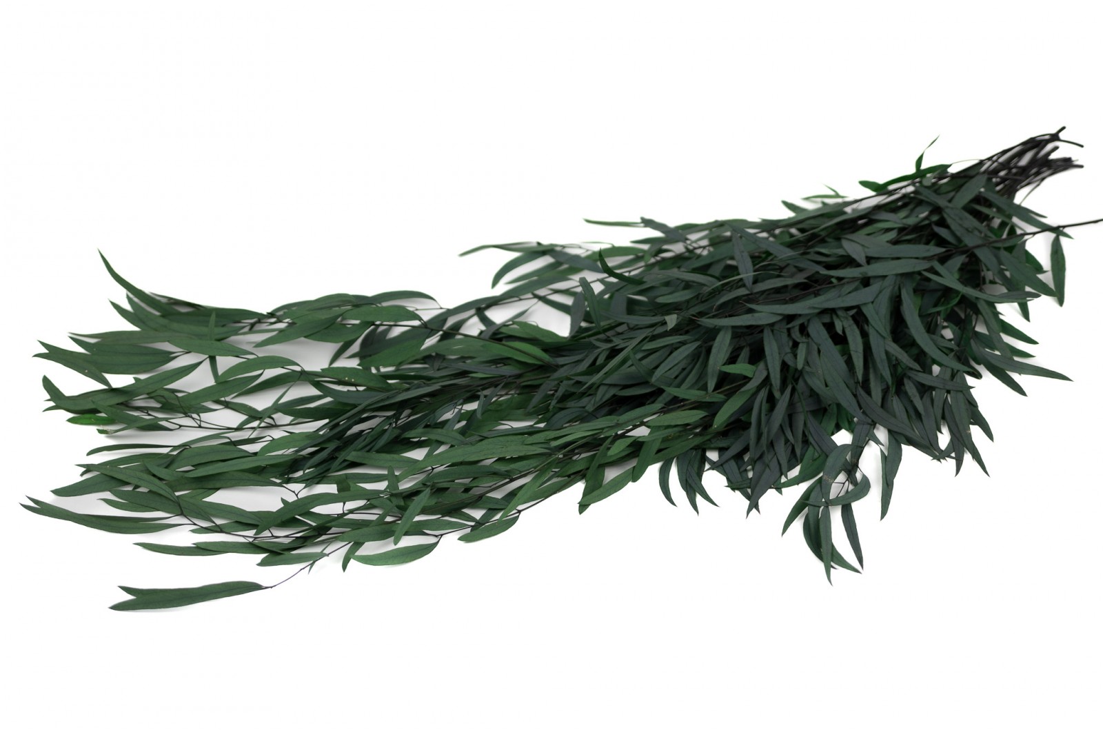 PHOCEALYS │Preserved Eucalyptus nicoly │Sale to pros│Wholesaler PHOCEALYS │Preserved Eucalyptus nicoly │Sale to pros│Wholesaler