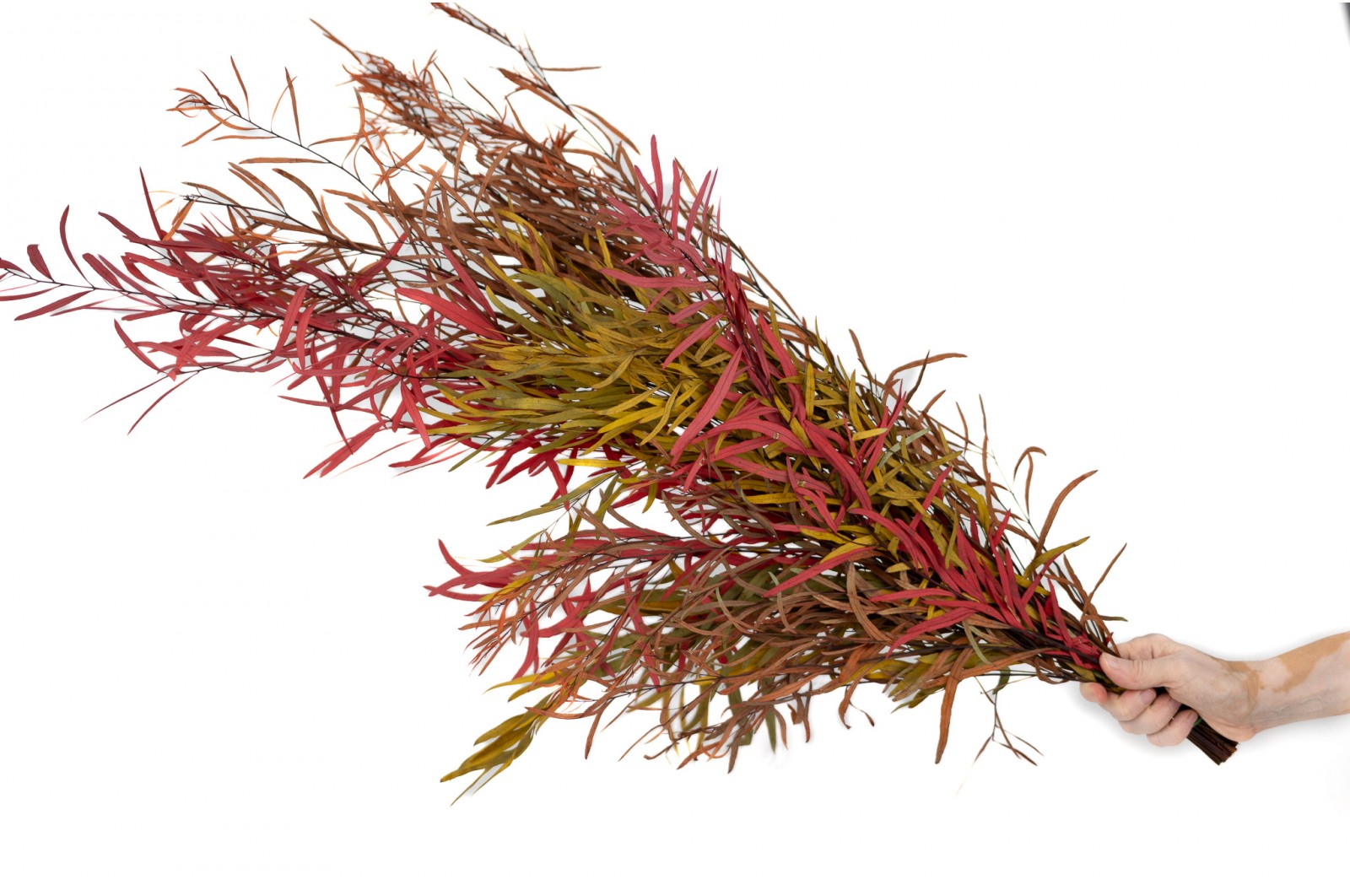 PHOCEALYS │Preserved Eucalyptus nicoly │Sale to pros│Wholesaler PHOCEALYS │Preserved Eucalyptus nicoly │Sale to pros│Wholesaler