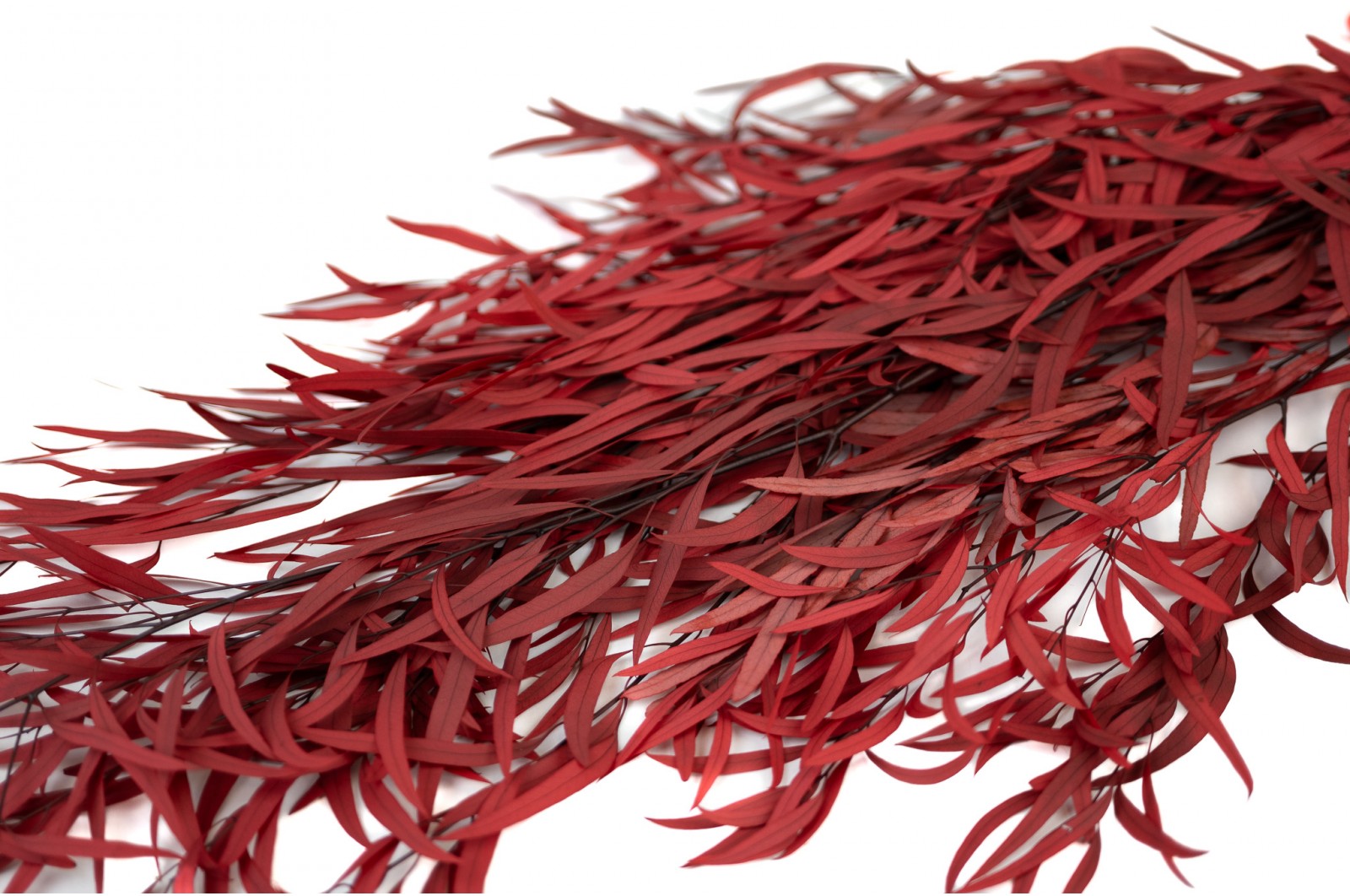 PHOCEALYS │Preserved Eucalyptus nicoly │Sale to pros│Wholesaler PHOCEALYS │Preserved Eucalyptus nicoly │Sale to pros│Wholesaler