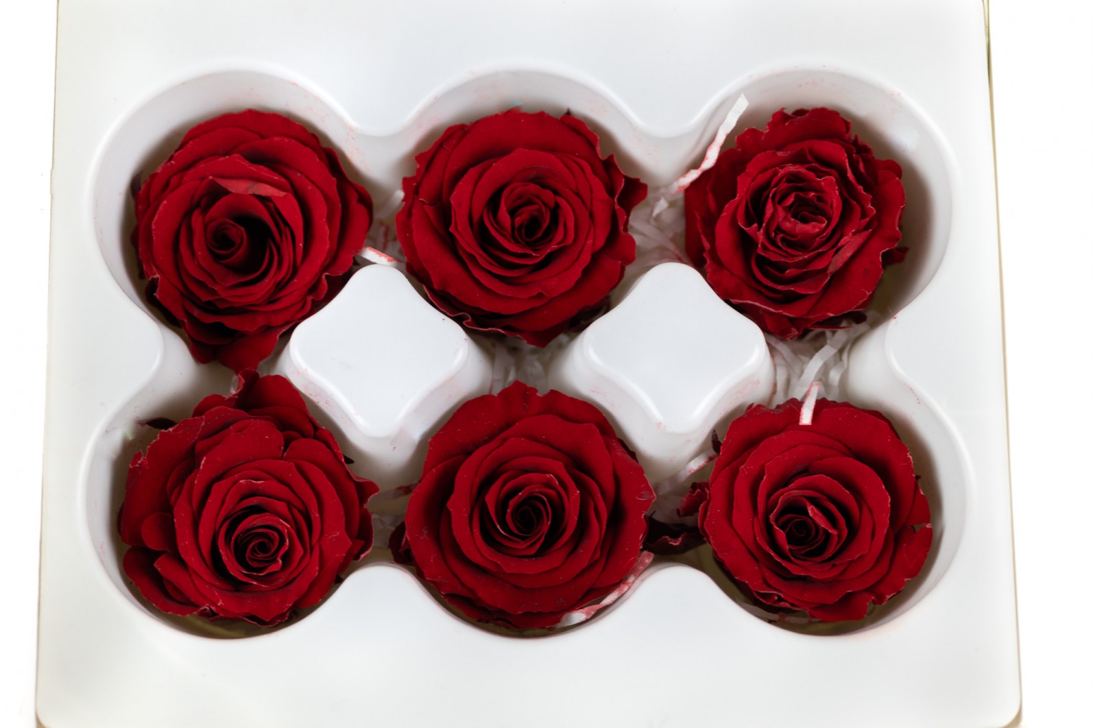 PHOCEALYS │Têtes de roses stabilisées │vente aux pros│Grossiste