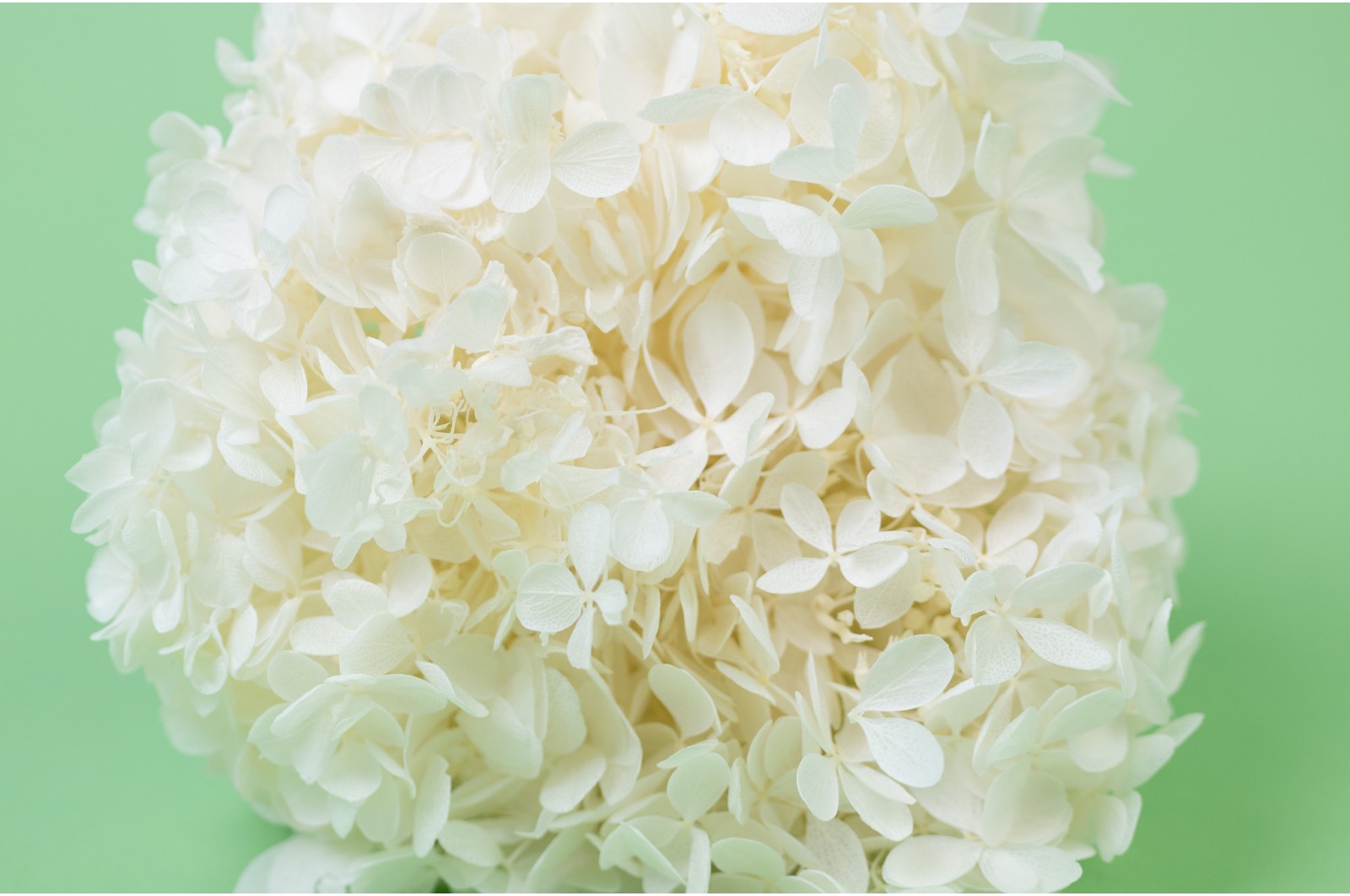 PHOCEALYS│Preserved Peegee hydrangea│Sale to pros│Wholesaler