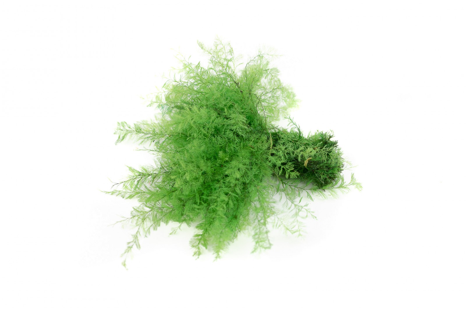 Air Fern stabilisée│vente aux pros│Grossiste