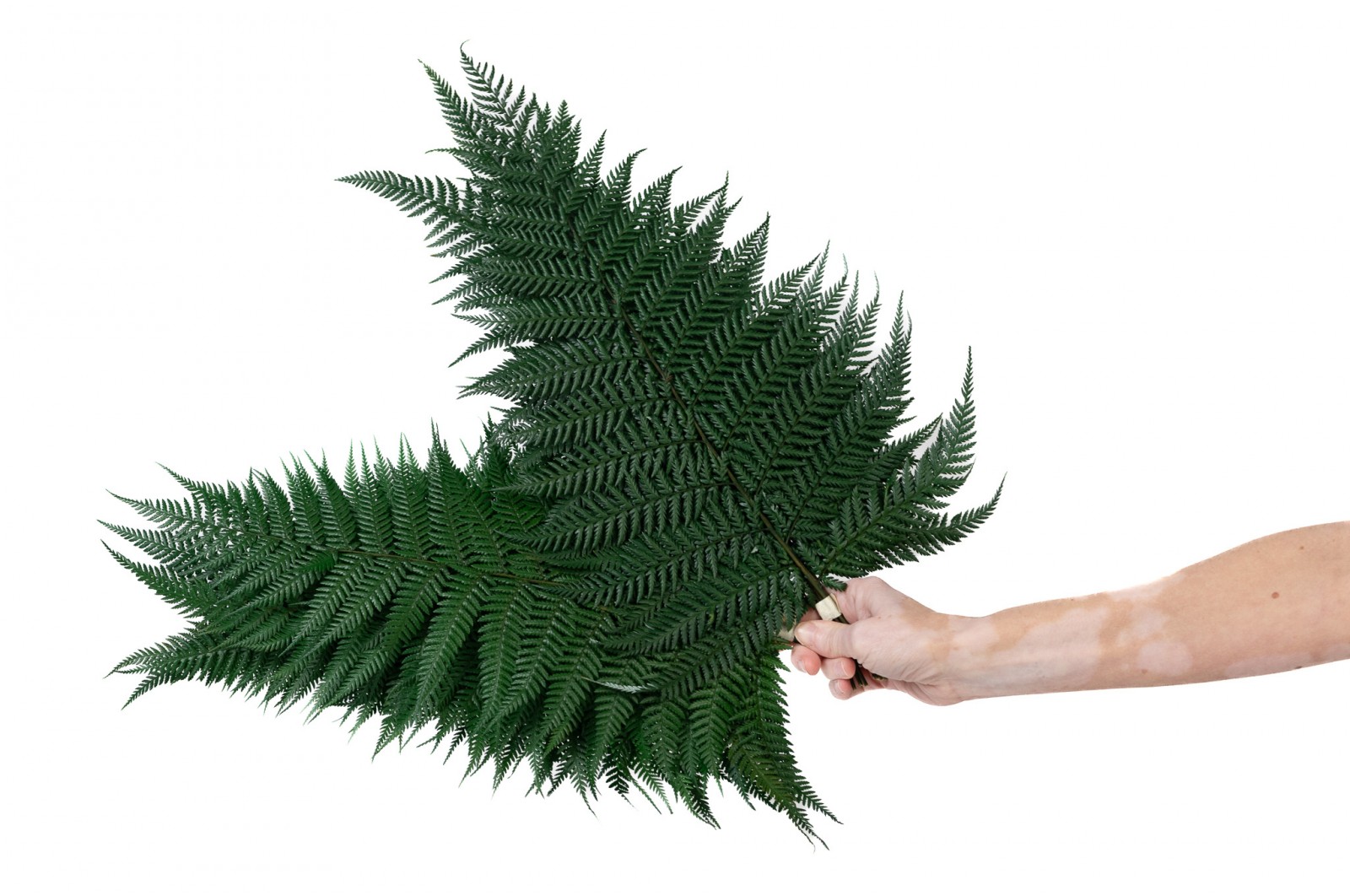 PHOCEALYS│Preserved Brillant fern│Sale to pros│Wholesaler