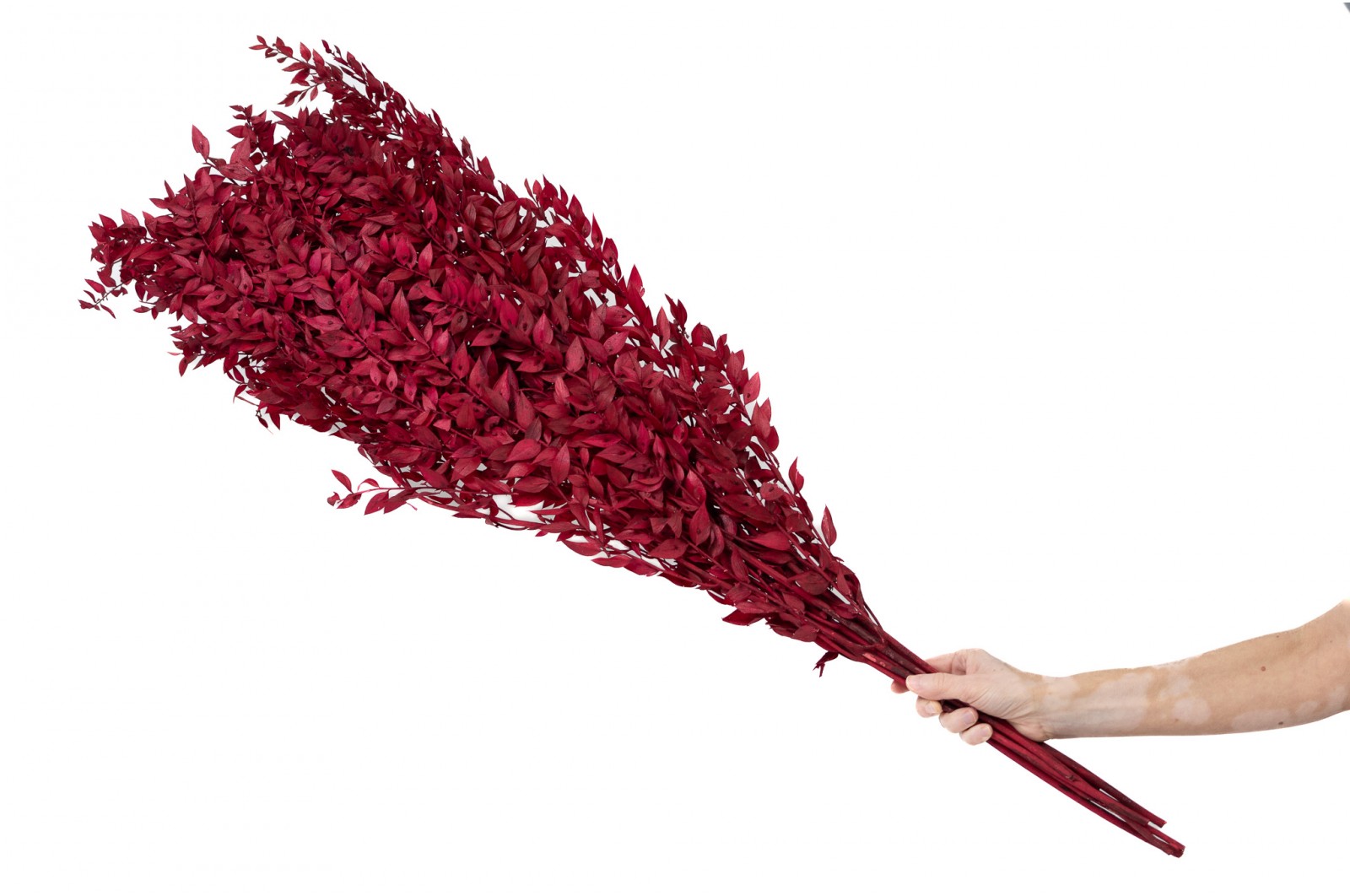 Preserved ruscus│Sale to professionals│Wholesaler of preserved plants