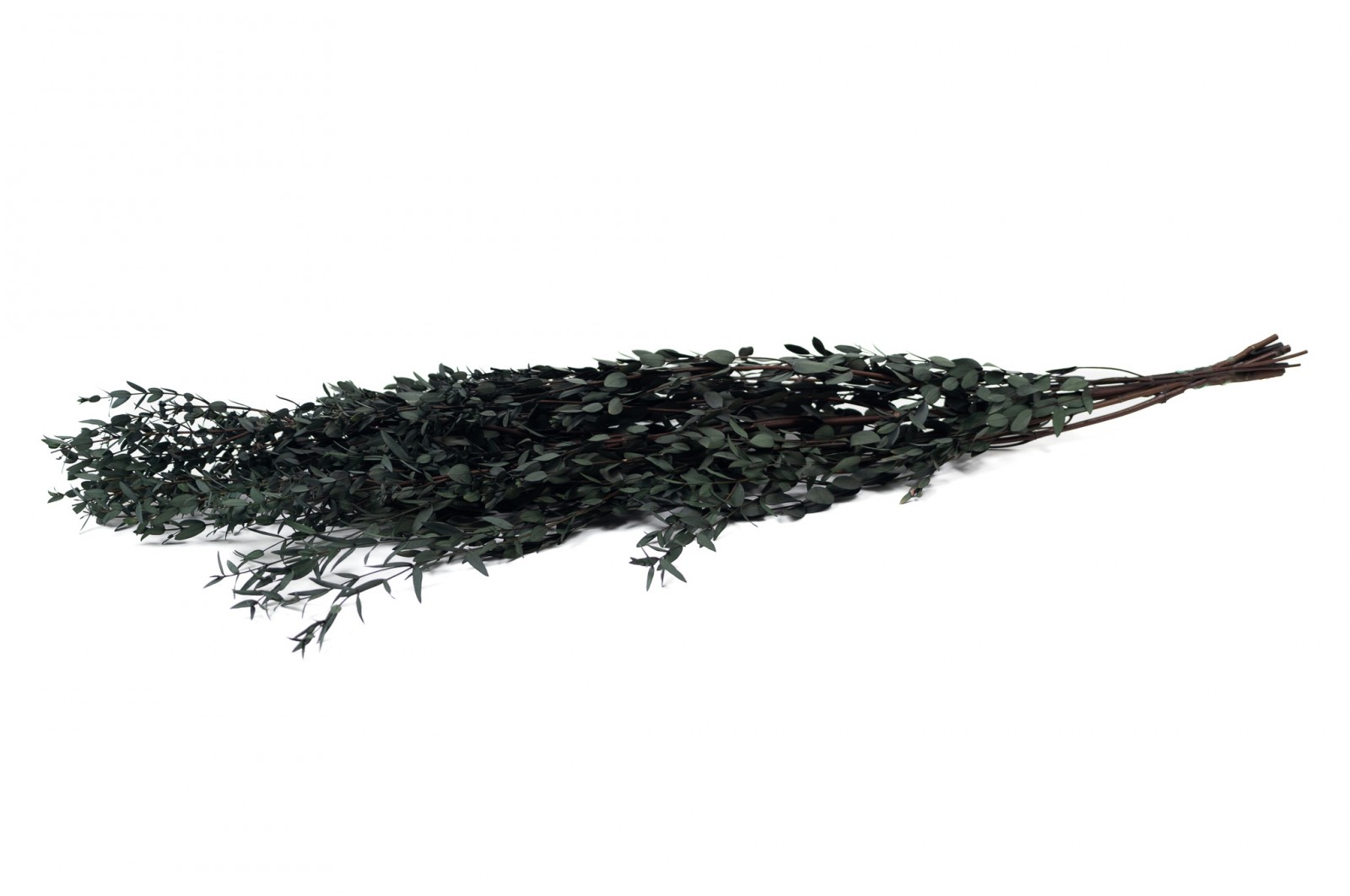 PHOCEALYS │Preserved Eucalyptus parvifolia │Sale to pros│Wholesaler