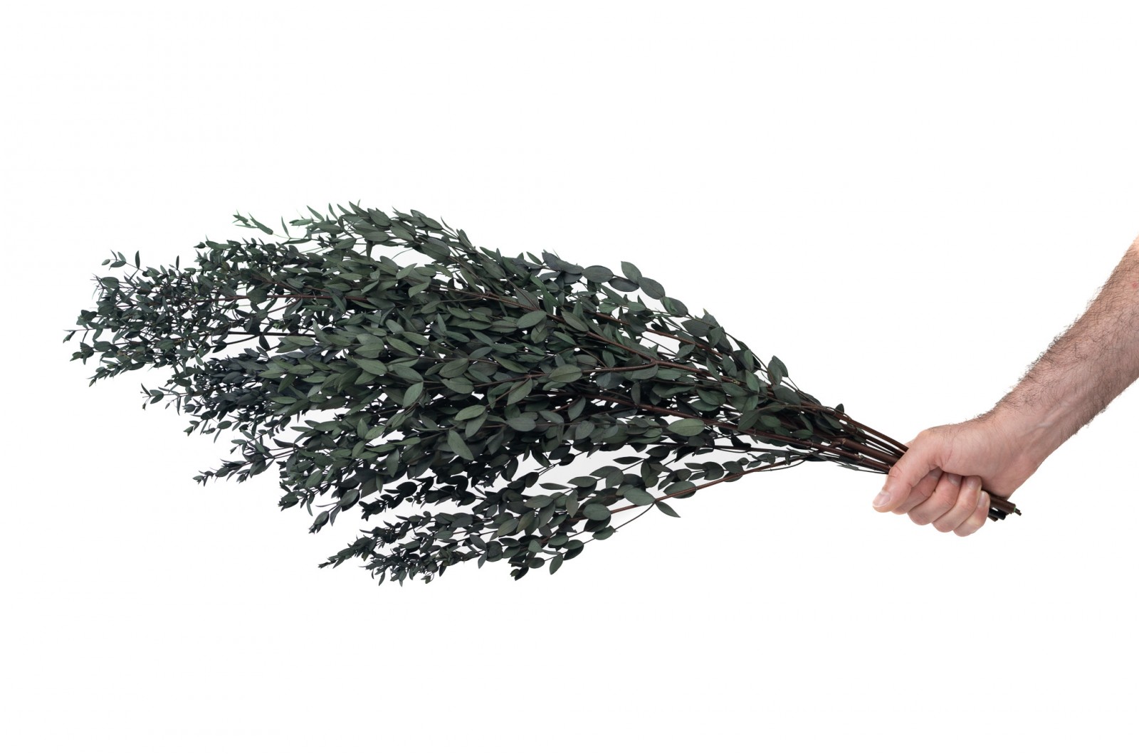 PHOCEALYS │Preserved Eucalyptus parvifolia │Sale to pros│Wholesaler