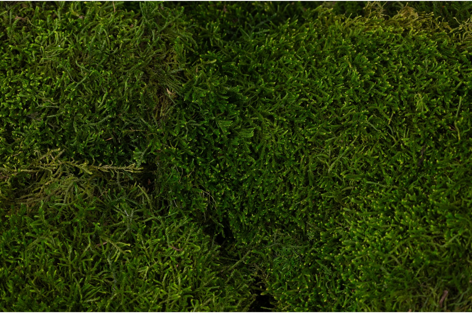 Preserved long flat moss│Sale to pros│Wholesaler of preserved plants