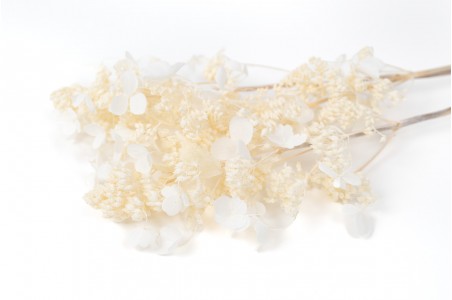 Preserved hydrangea│Sale to pros│Wholesaler of preserved plants