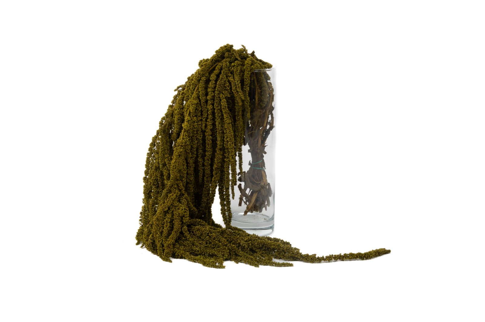 PHOCEALYS│Preserved amaranthus│Sale to pros│Wholesaler