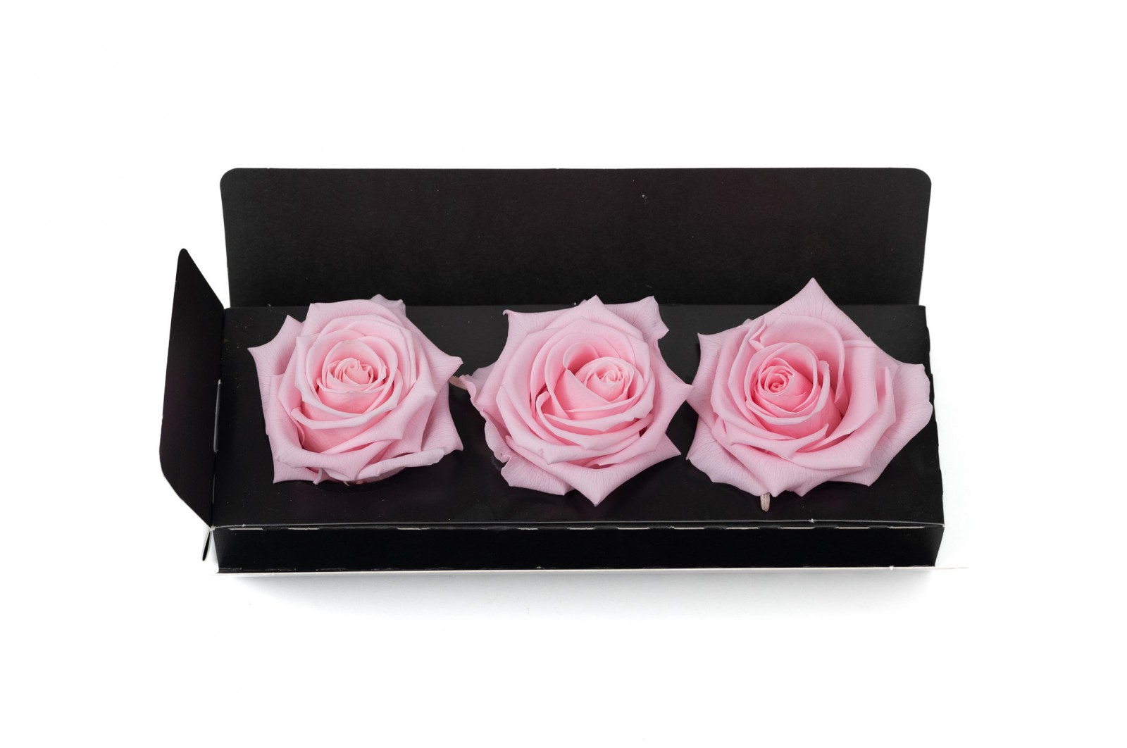 PHOCEALYS │Preserved rose heads│Sale to pros│Wholesaler of preserved plants