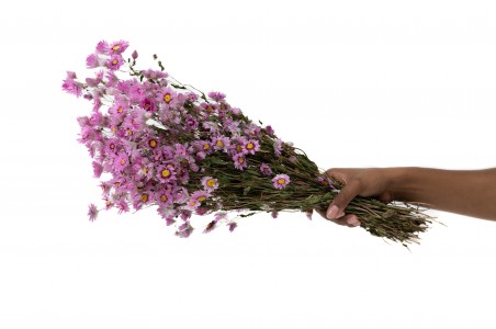 PHOCEALYS│Dried rhodanthe │Sale to professionals│Wholesaler