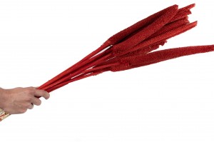 PHOCEALYS│Dried babala│Sale to professionals│Wholesaler