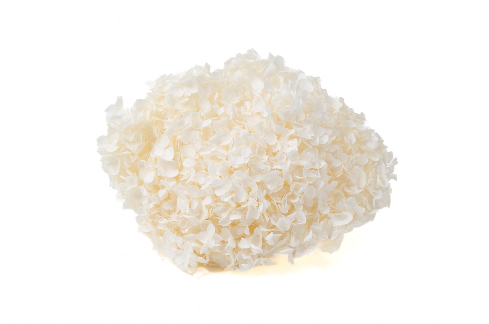 Preserved hydrangea│Sale to pros│Wholesaler of preserved plants
