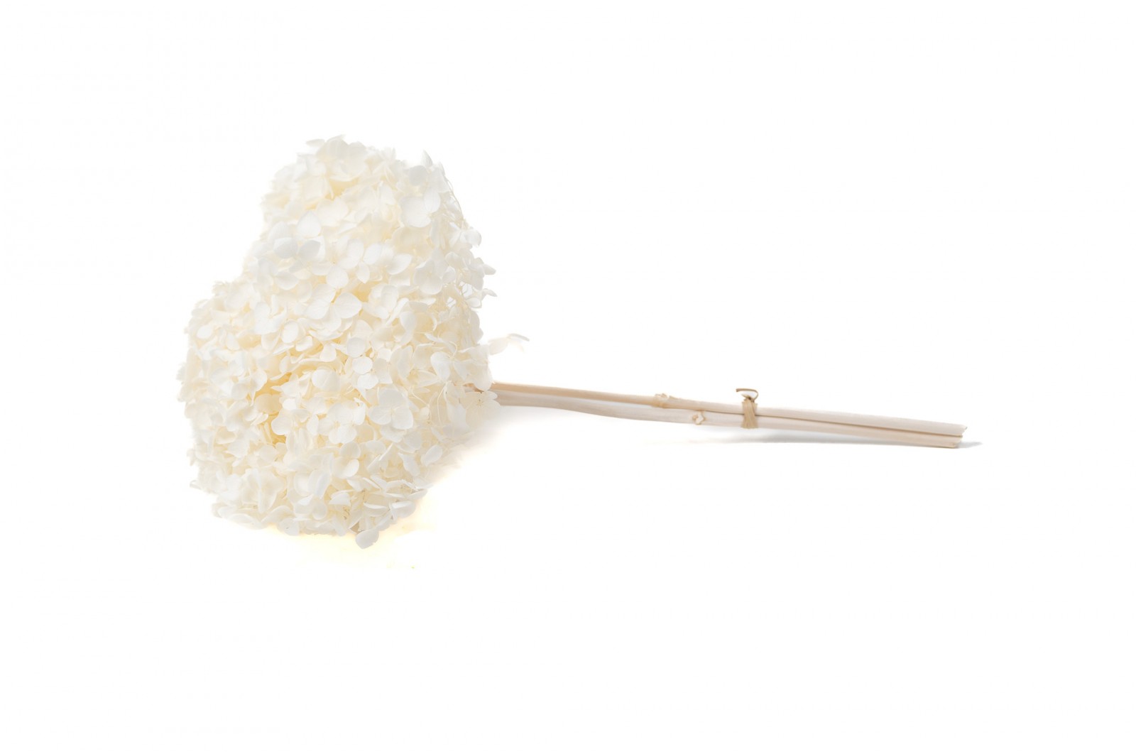 Preserved hydrangea│Sale to pros│Wholesaler of preserved plants