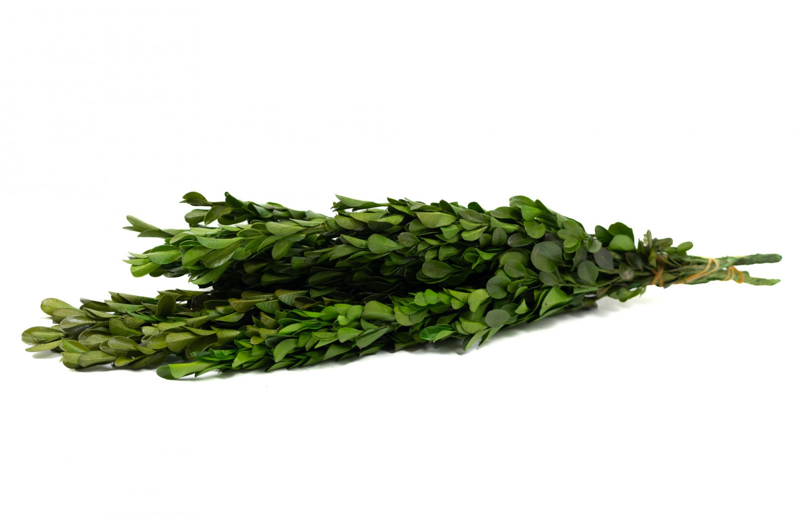 PHOCEALYS│Preserved Boxwood│Sale to pros│Wholesaler of preserved plants