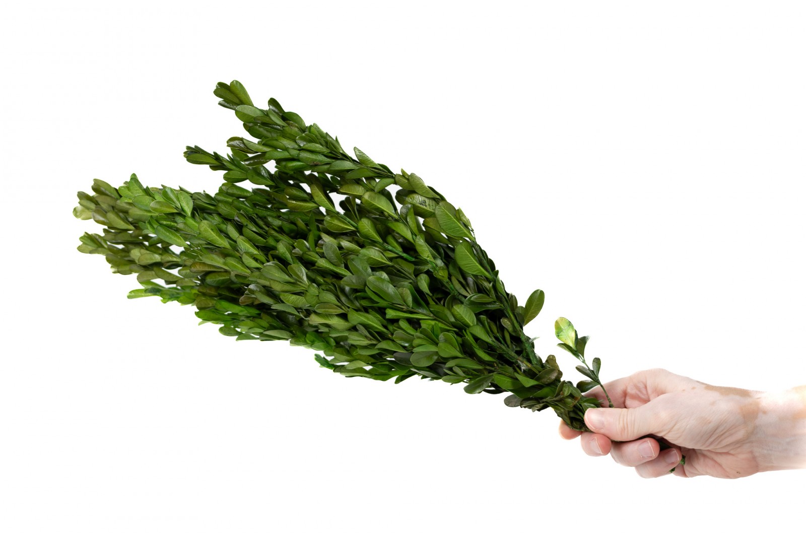PHOCEALYS│Preserved Boxwood│Sale to pros│Wholesaler of preserved plants