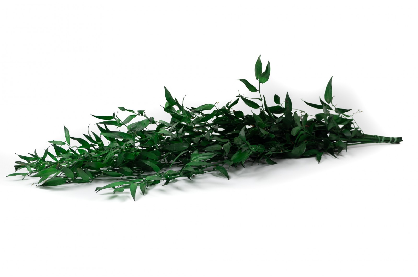 PHOCEALYS│ Preserved ruscus│Sale to professionals│Wholesaler