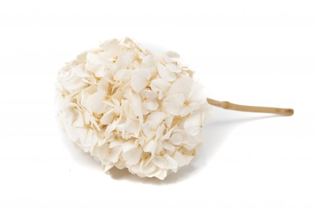 PHOCEALYS│Preserved hydrangea│Sale to pros│Wholesaler of preserved plants