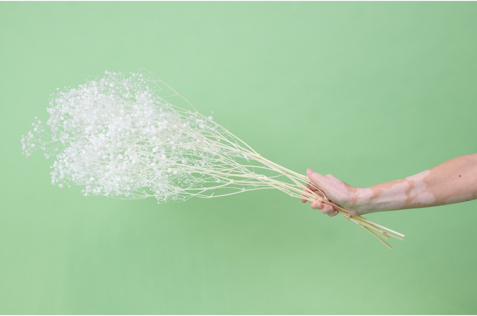 PHOCEALYS │Preserved Gypsophila paniculata│Sale to pros│Wholesaler