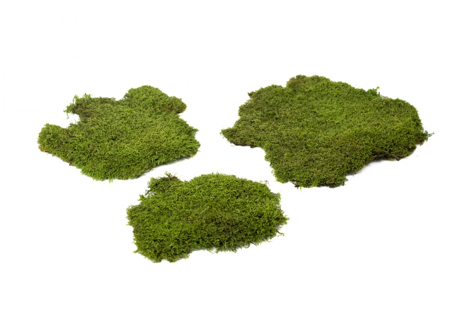 Preserved flat moss│Sale to pros│Wholesaler of preserved plants