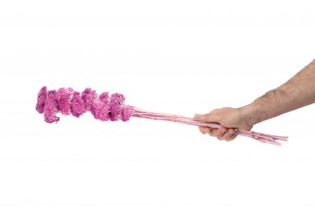PHOCEALYS│Achillée filipendula stabilisée│vente aux pros│Grossiste