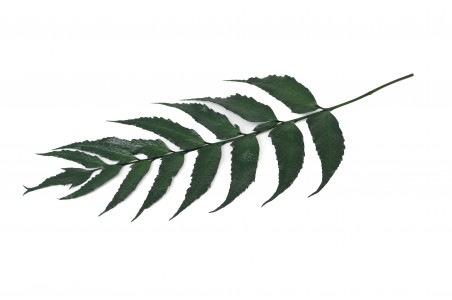 PHOCEALYS│Preserved holly fern│Sale to pros│Wholesaler