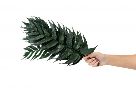 PHOCEALYS│Preserved holly fern│Sale to pros│Wholesaler