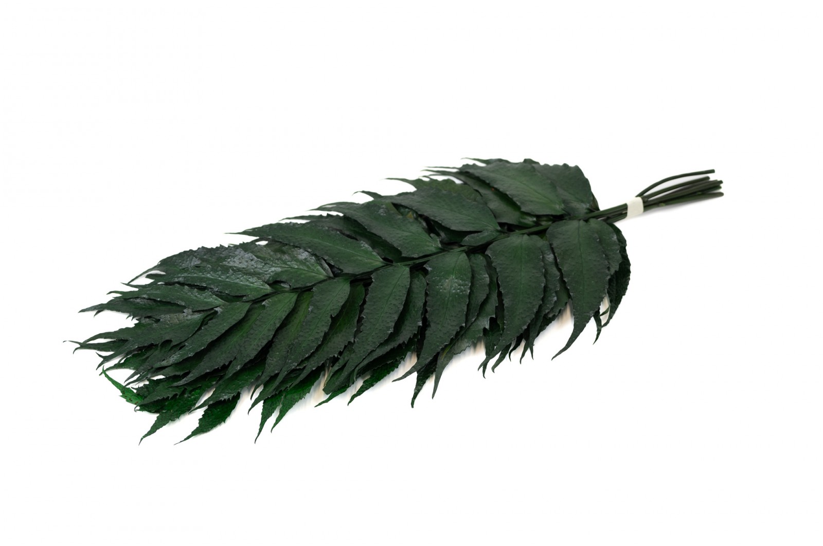 PHOCEALYS│Preserved holly fern│Sale to pros│Wholesaler