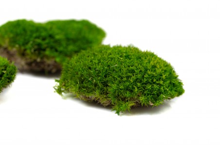 PHOCEALYS│Preserved pole moss bulk box│Sale to pros│Wholesaler