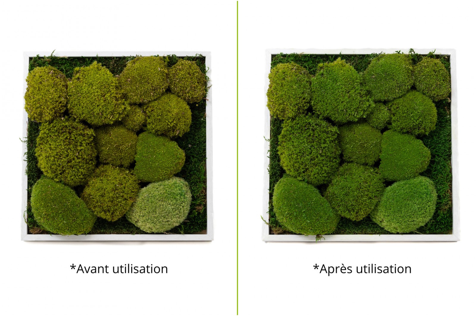 Coloring spray for preserved moss│Accessories│PHOCEALYS Wholesaler