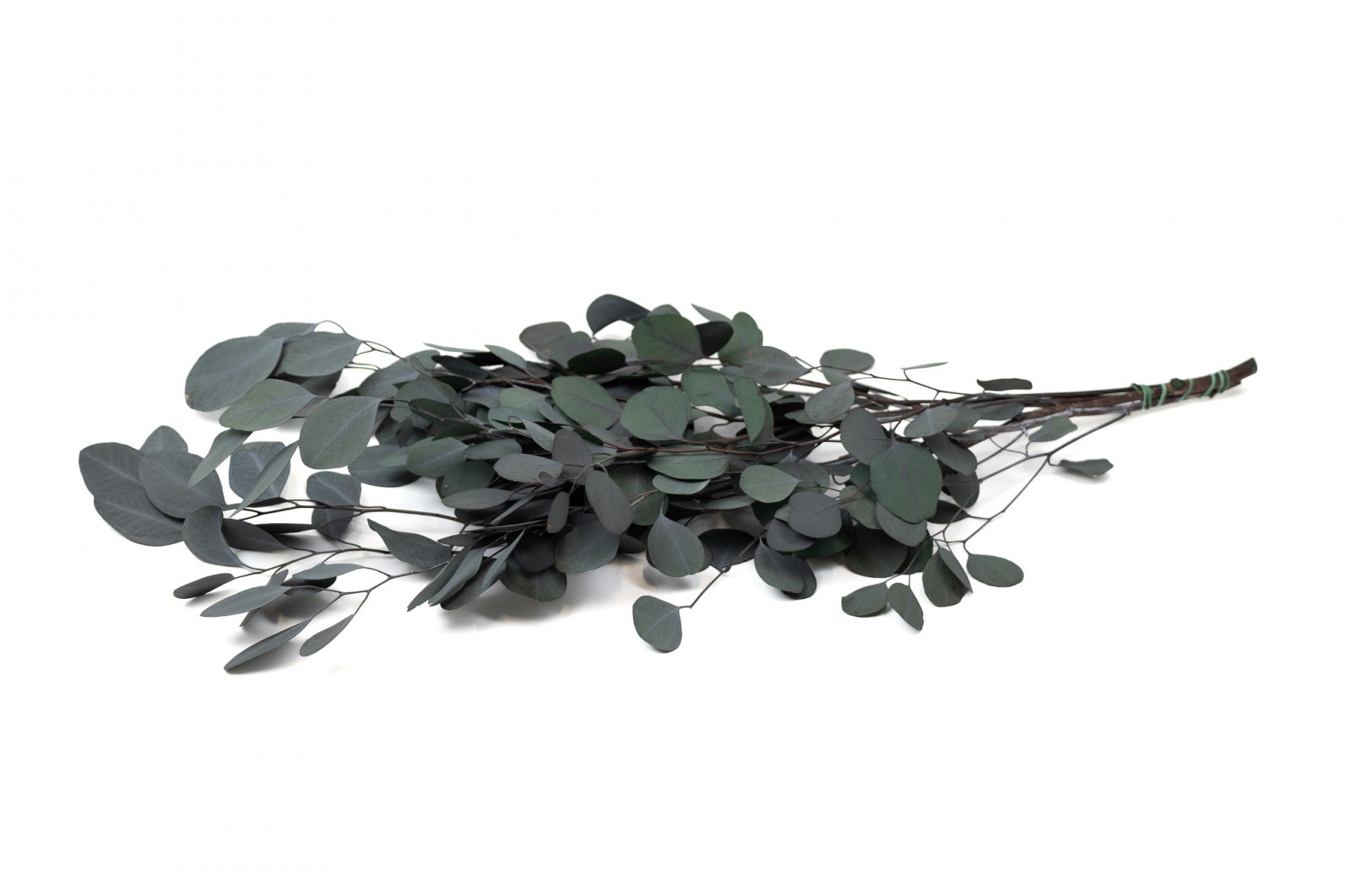 PHOCEALYS │Preserved Eucalyptus populus │Sale to pros│Wholesaler