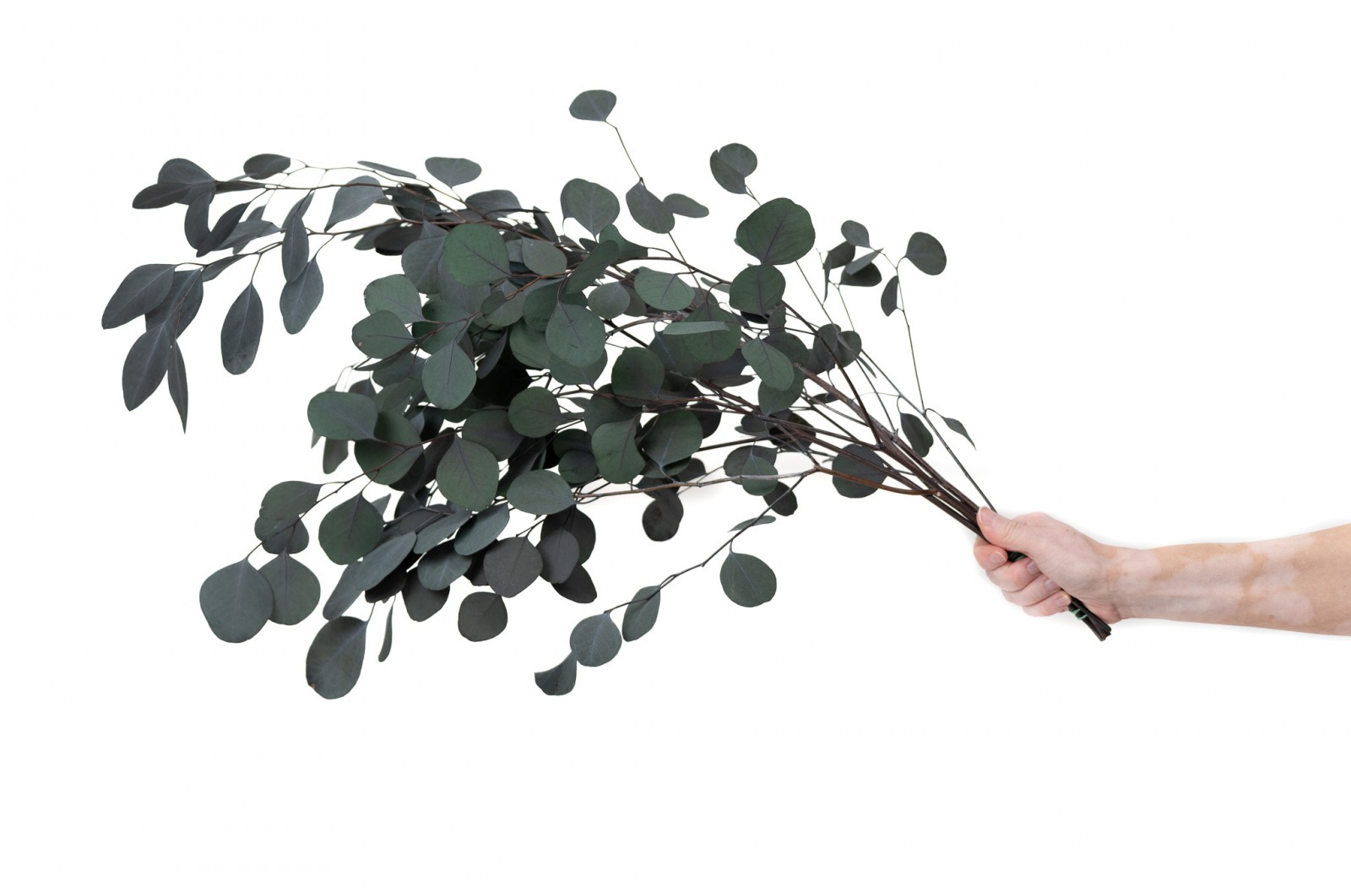 PHOCEALYS │Preserved Eucalyptus populus │Sale to pros│Wholesaler