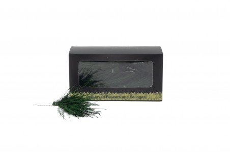 PHOCEALYS │Posy tree fern stabilisés│vente aux pros│Grossiste