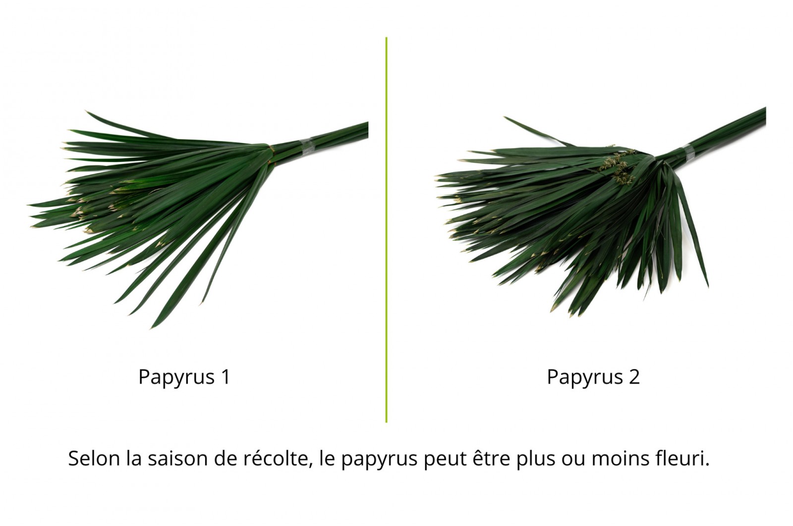 PHOCEALYS│Preserved papyrus│Sale to pros│Wholesaler of preserved plants