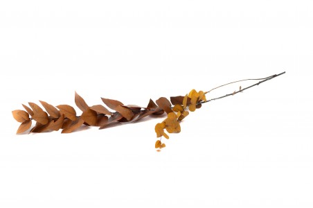 PHOCEALYS │Preserved Eucalyptus stuartiana│Sale to pros│Wholesaler