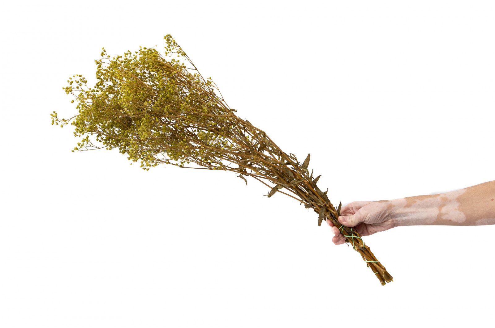 PHOCEALYS │Preserved Gypsophila paniculata│Sale to pros│Wholesaler