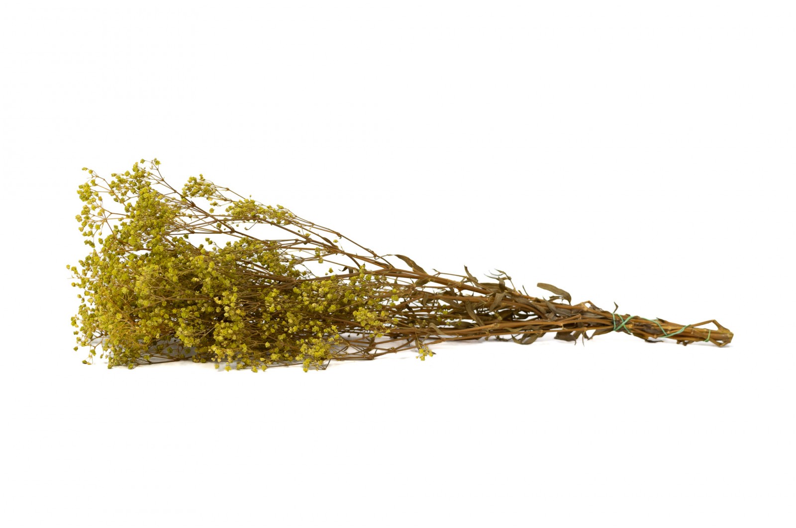 PHOCEALYS │Preserved Gypsophila paniculata│Sale to pros│Wholesaler