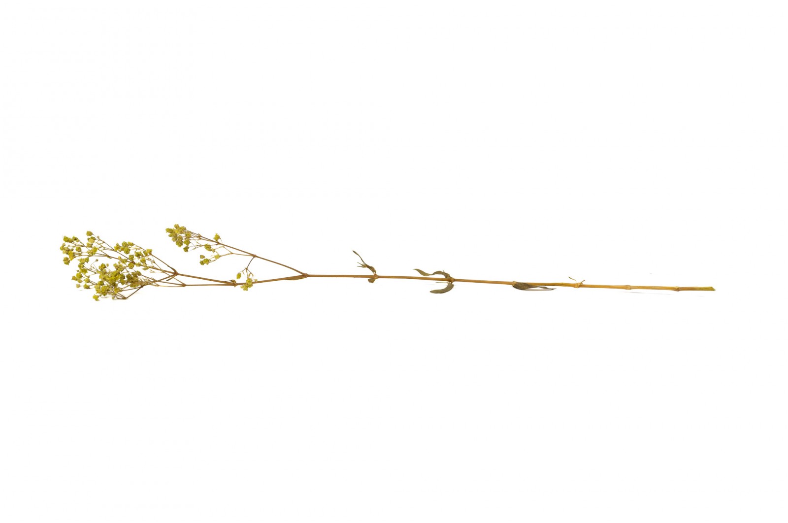 PHOCEALYS │Preserved Gypsophila paniculata│Sale to pros│Wholesaler