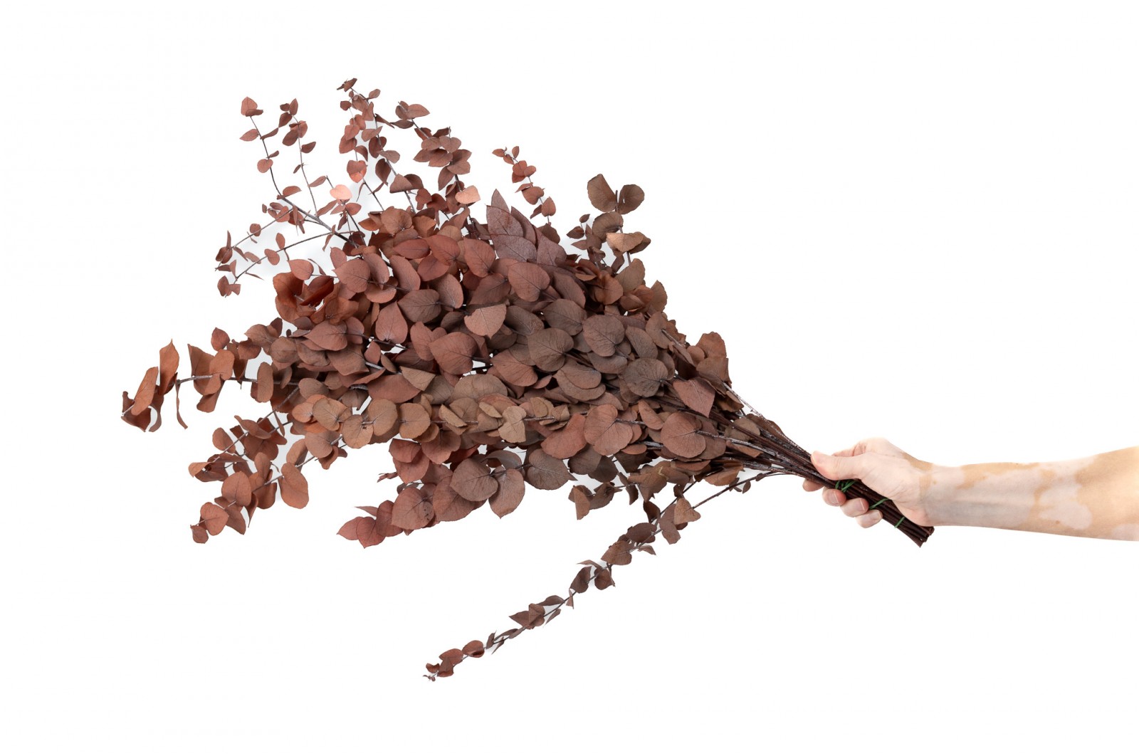 PHOCEALYS │Preserved Eucalyptus stuartiana│Sale to pros│Wholesaler
