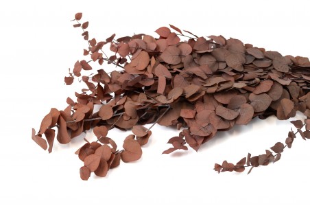 PHOCEALYS │Preserved Eucalyptus stuartiana│Sale to pros│Wholesaler