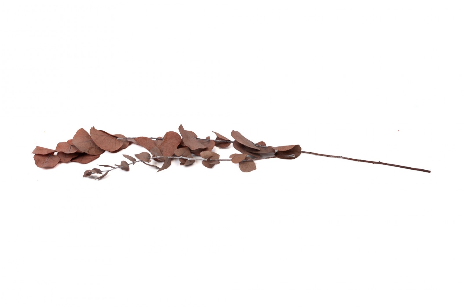 PHOCEALYS │Preserved Eucalyptus stuartiana│Sale to pros│Wholesaler