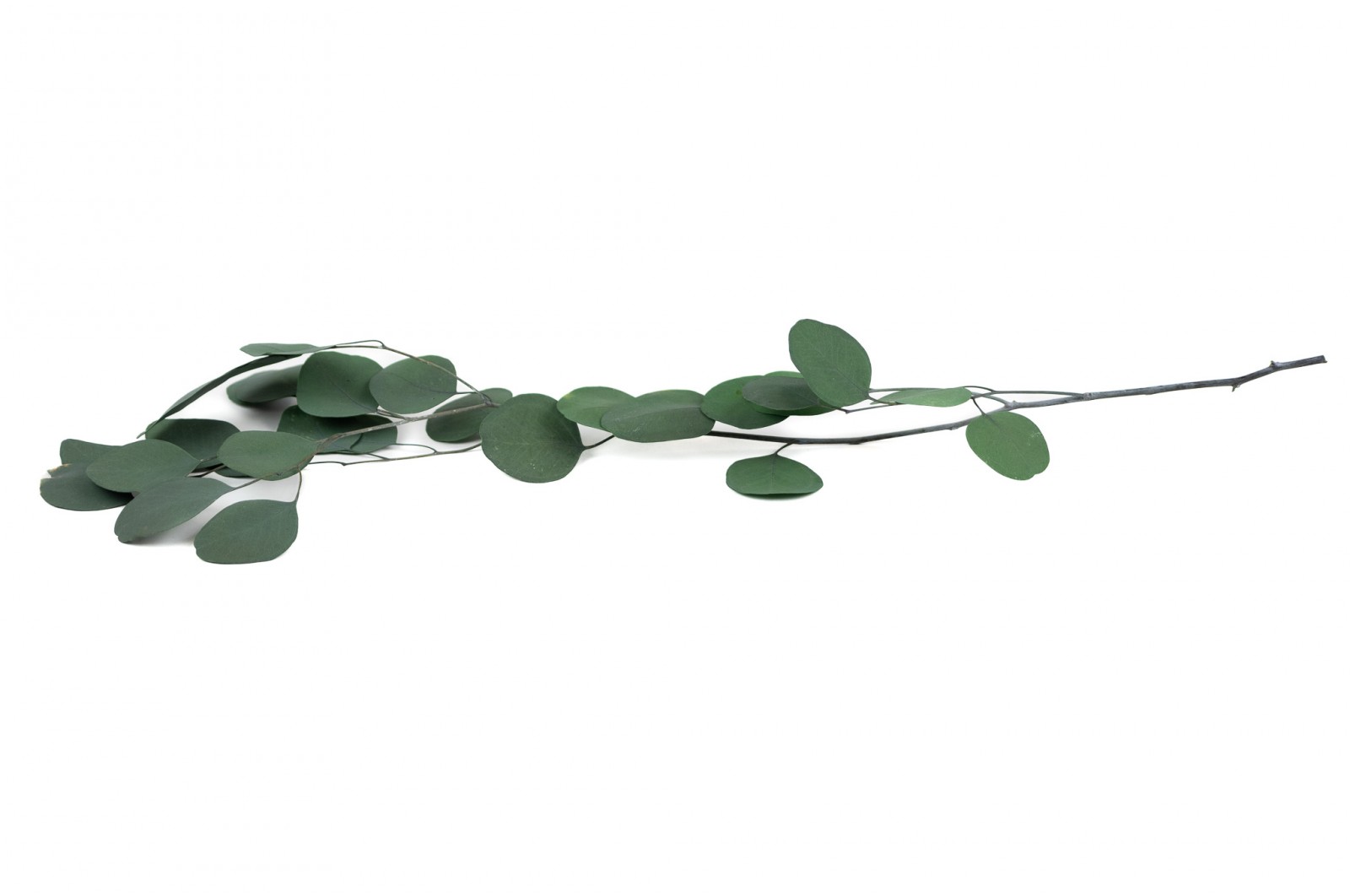 PHOCEALYS │Preserved Eucalyptus populus │Sale to pros│Wholesaler