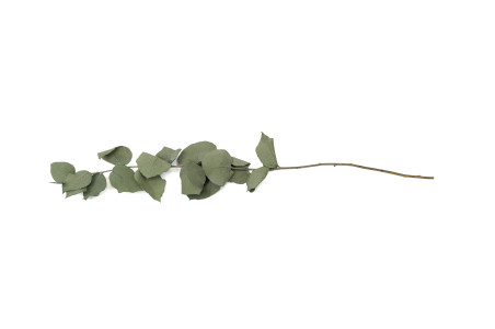 PHOCEALYS │Preserved Eucalyptus stuartiana│Sale to pros│Wholesaler
