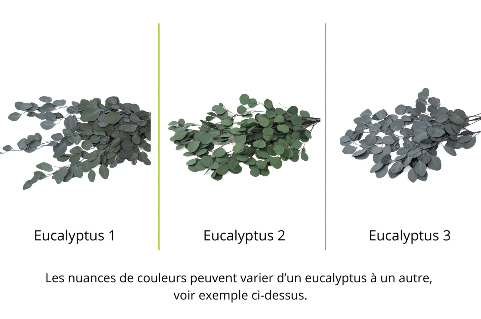 PHOCEALYS │Preserved Eucalyptus populus │Sale to pros│Wholesaler