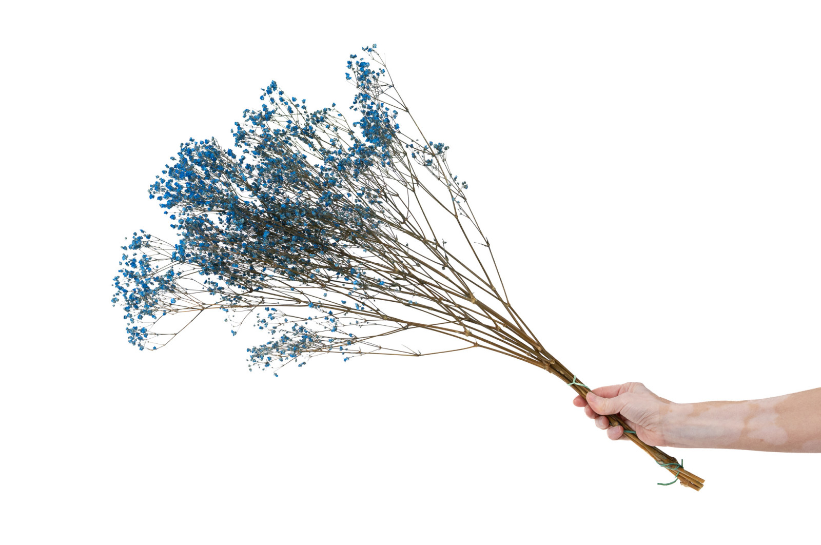 PHOCEALYS │Preserved Gypsophila paniculata│Sale to pros│Wholesaler
