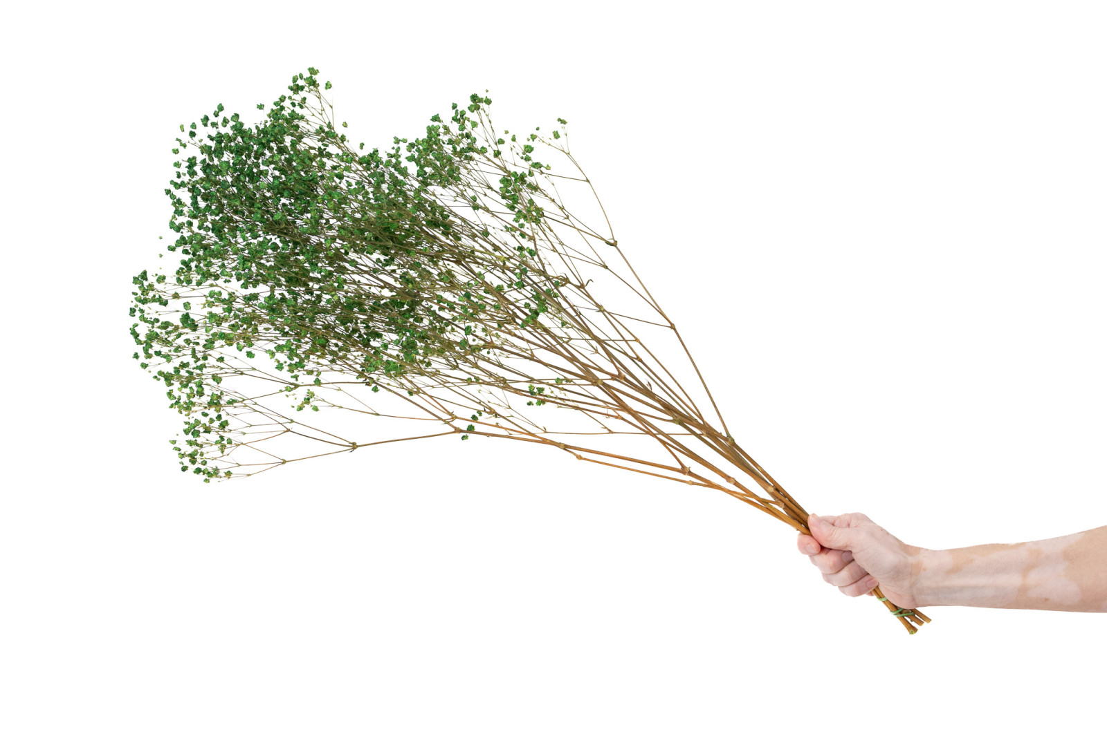 PHOCEALYS │Preserved Gypsophila paniculata│Sale to pros│Wholesaler