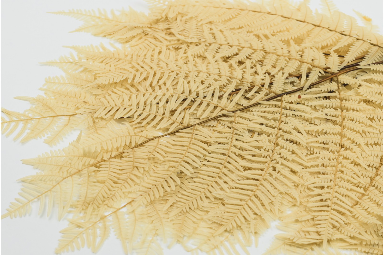 Stabilised ferns - Wholesaler - Wholesale / Online Purchase