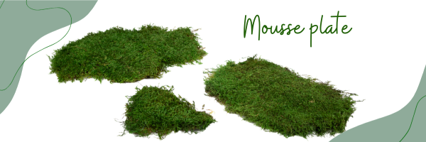 Mousses stabilisées : pour des décorations novatrices et durables