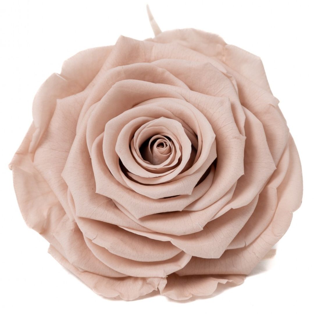 Kiara Roses: Exceptional Varieties to Inspire Your Projects